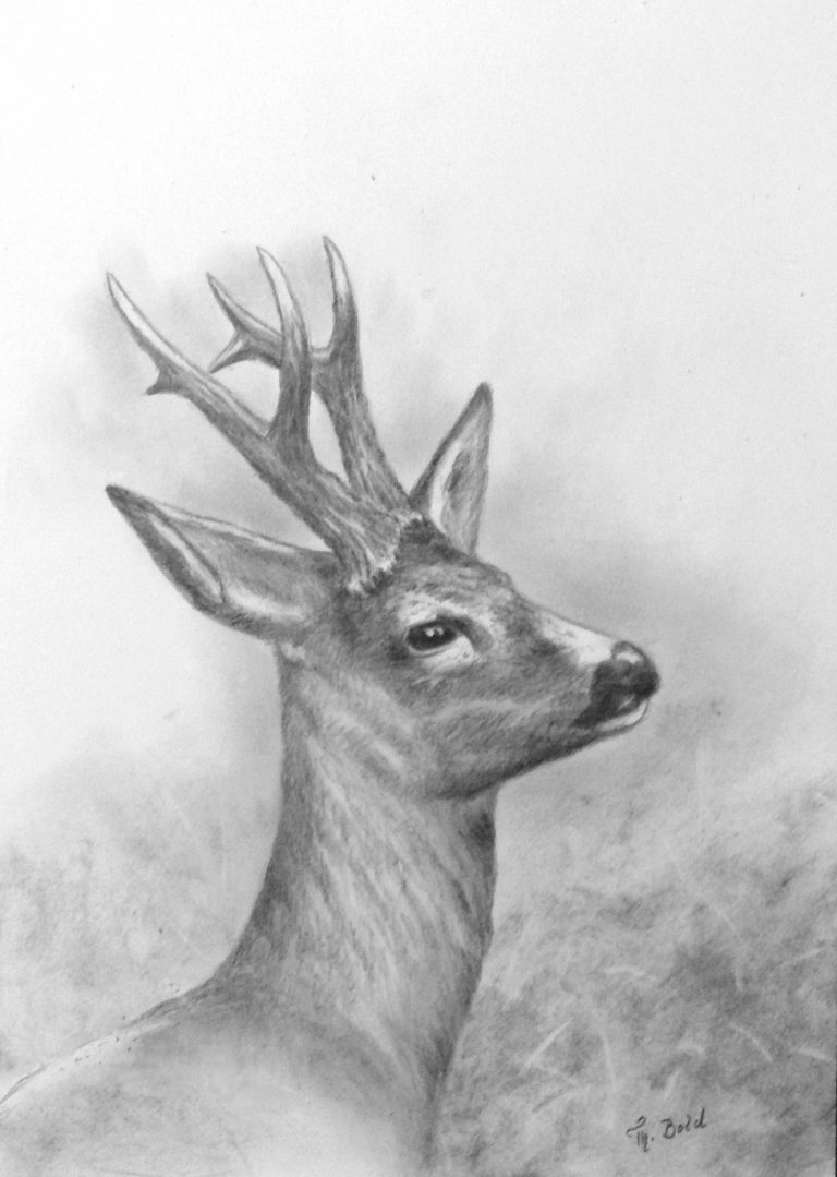 Rehwild – Jagdmaler Thomas Bold