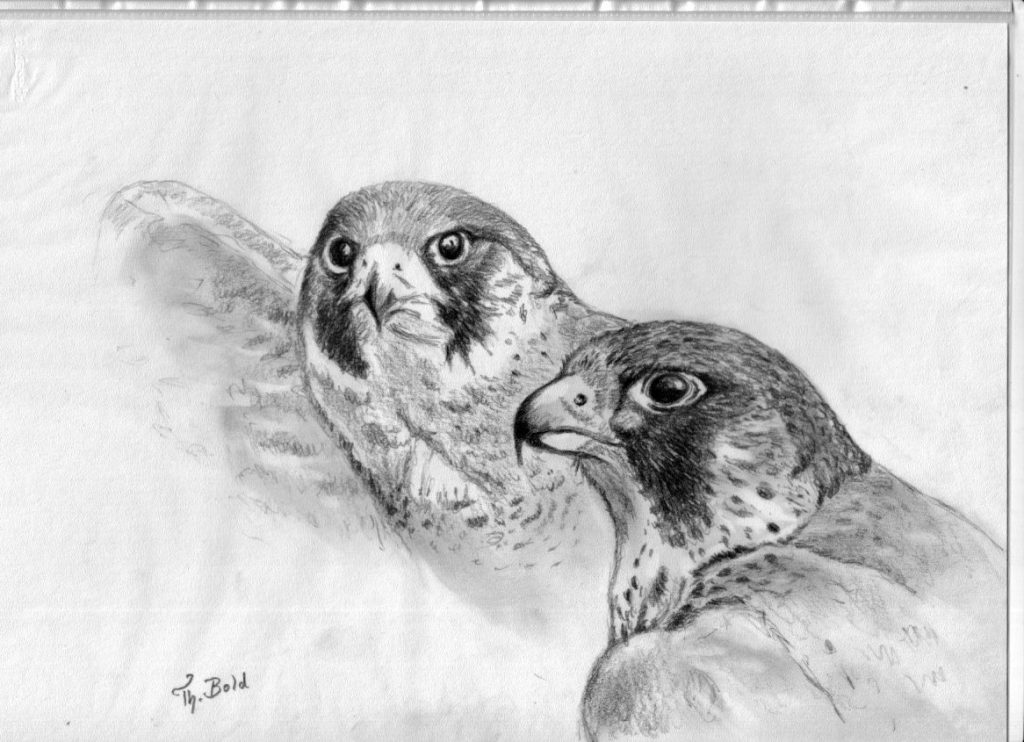 „WANDERFALKEN“ – Bleistift – Din A3 – verkauft – Jagdmaler Thomas Bold