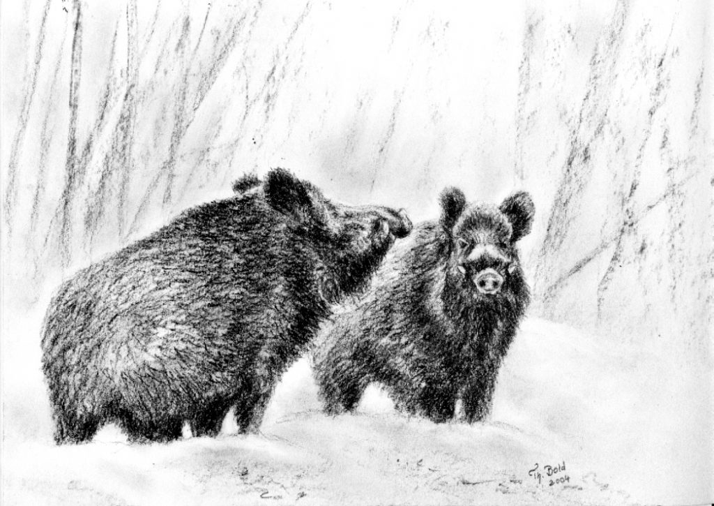 Zeichnung 2 Keiler vom 22.11.04 – Jagdmaler Thomas Bold