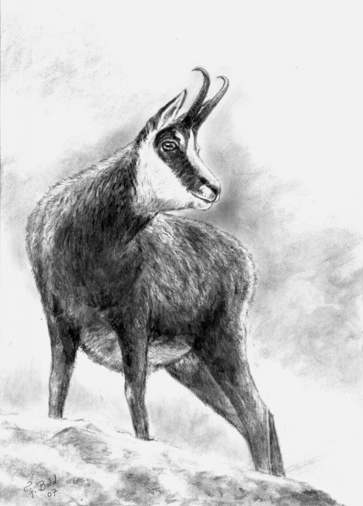 Zeichnung Gams vom 14.9.07 – Jagdmaler Thomas Bold